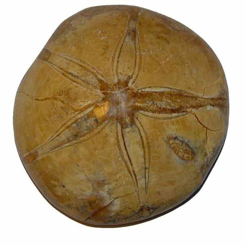 Seeigel versteinert Fossil aus Madagaskar Größe XL ca. 50- 80 mm